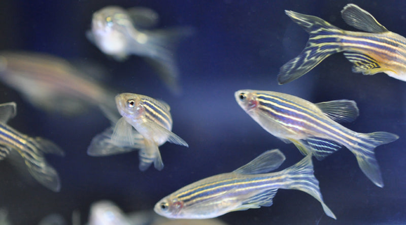 Zebrafish Science Publications | Stage 5 & Year 12 Biology resources